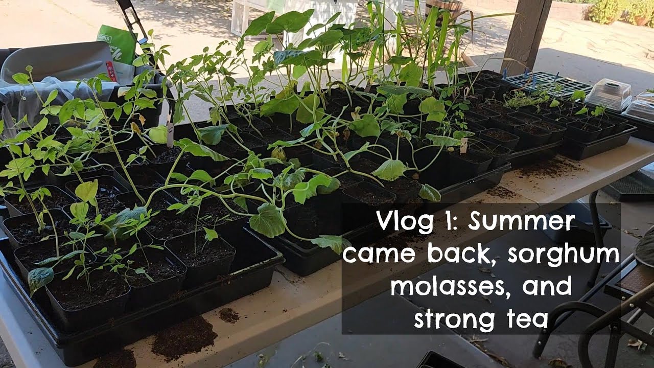 Vlog 1: Summer came back, sorghum molasses, and strong tea - YouTube