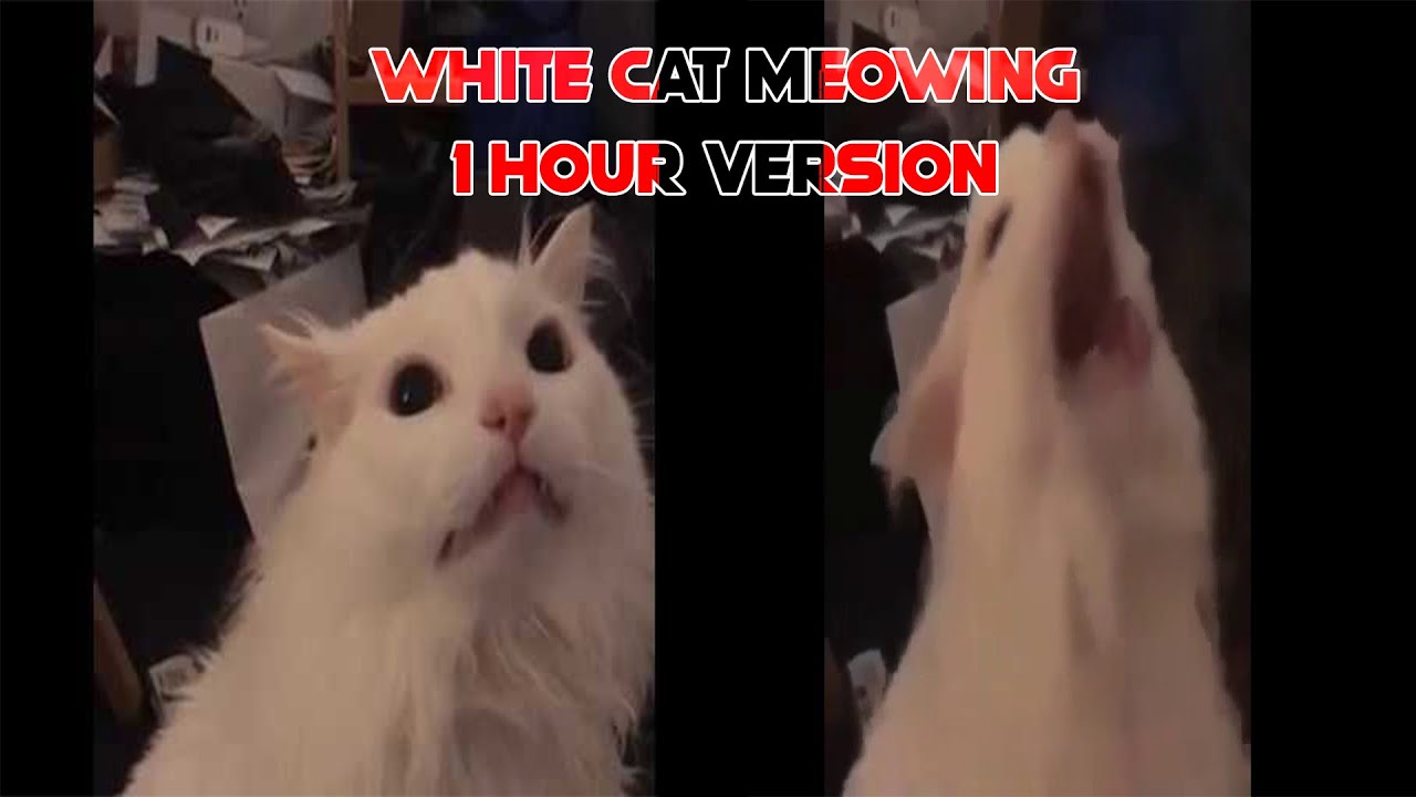 White Cat Meowing 1 Hour Version - YouTube