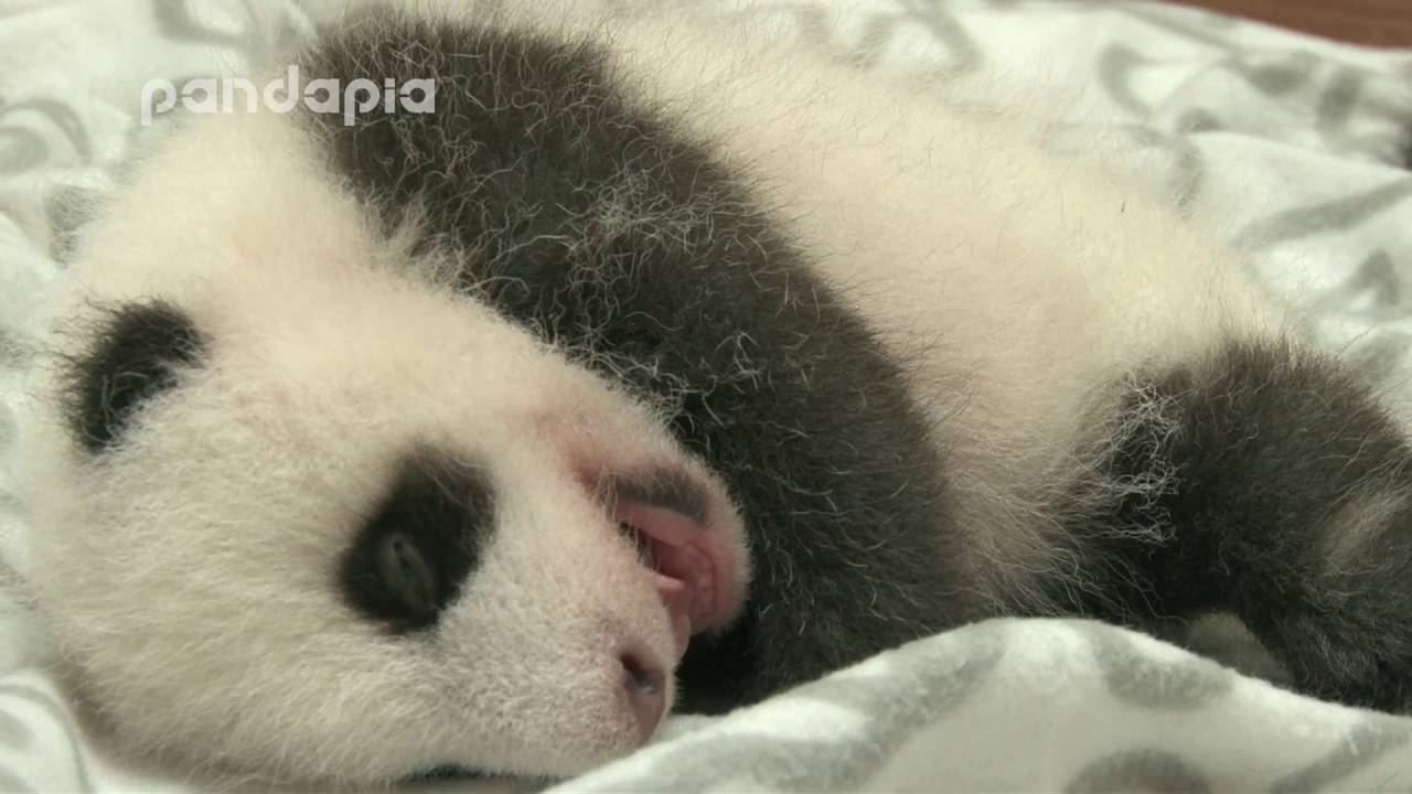 Panda baby sleeps in bed - YouTube