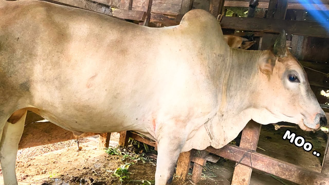 CARA NGASIH MAKAN SAPI JANTAN SUPAYA LAHAP - SUARA SAPI MOO | VIDEO ...