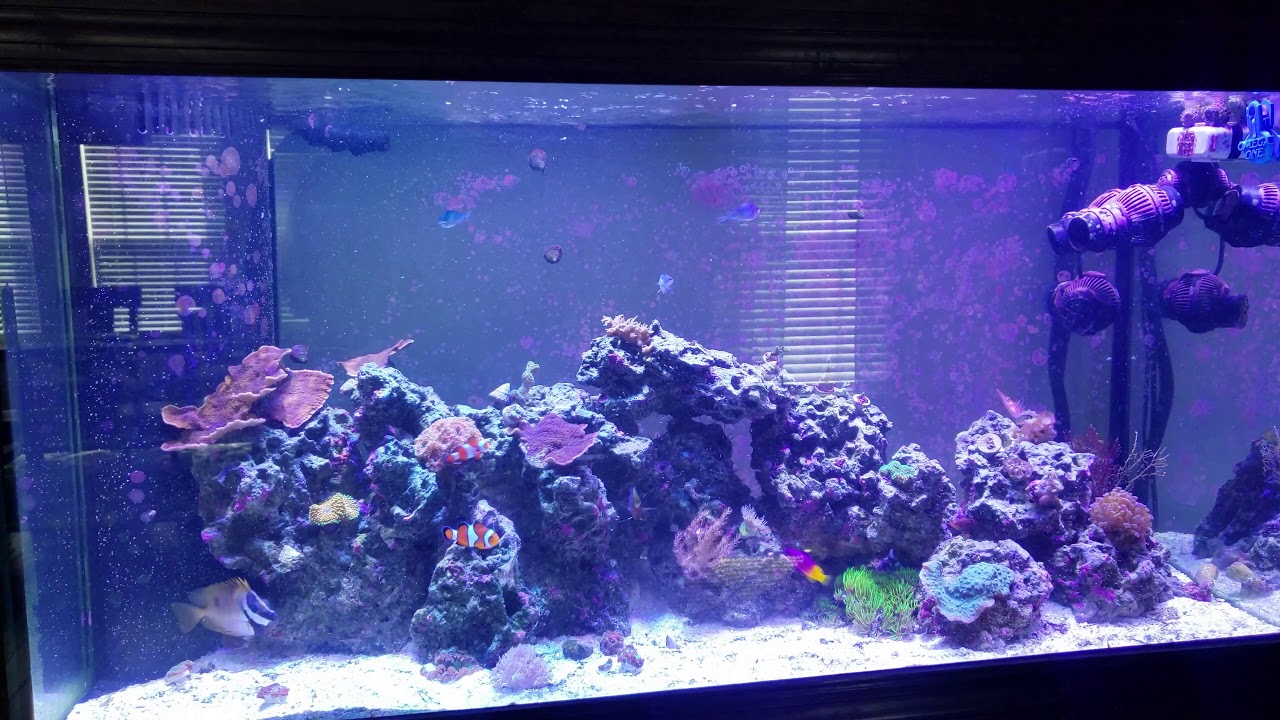 New Chromis in 90 Gallon Reef Tank - YouTube