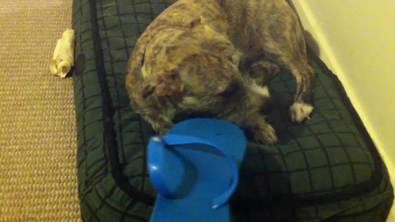 My Guilty Staffy x Maltese - Izzy - YouTube