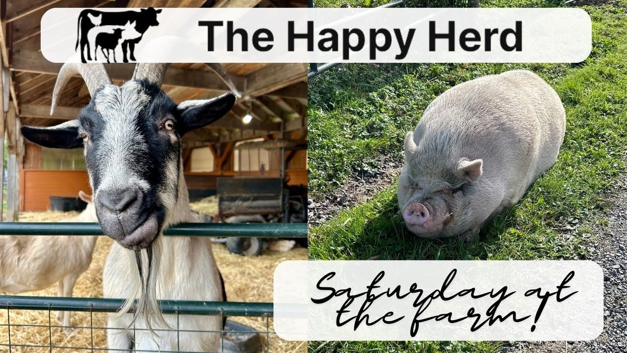 The Happy Herd Farm Sanctuary - Saturday at the Farm! - YouTube