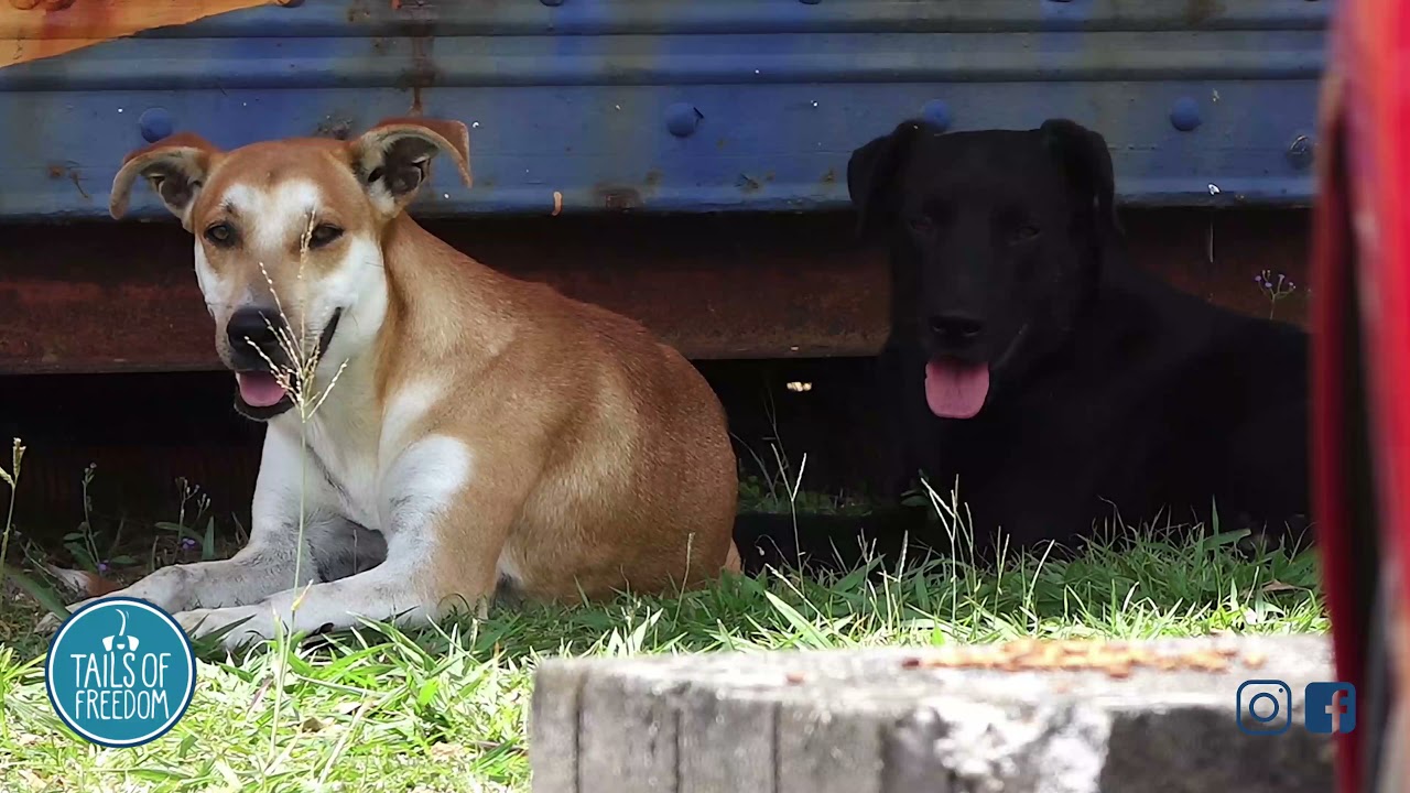 Tails of freedom Sri Lanka - Make it pawsible campaign - YouTube