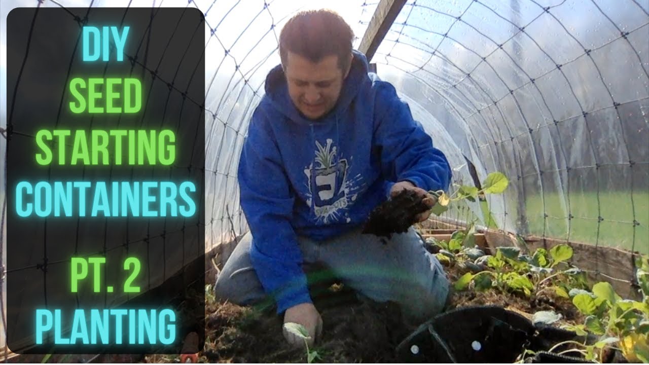 Transplanting Broccoli Seedlings In The Garden - YouTube