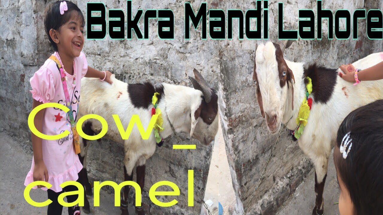 Bakra Mandi Lahore |Latest Update |Shahpur Khanjra Very Beautiful 2023 ...