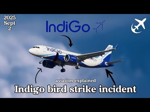 Indigo bird strike incident 2025 🇮🇳 India aviation - YouTube