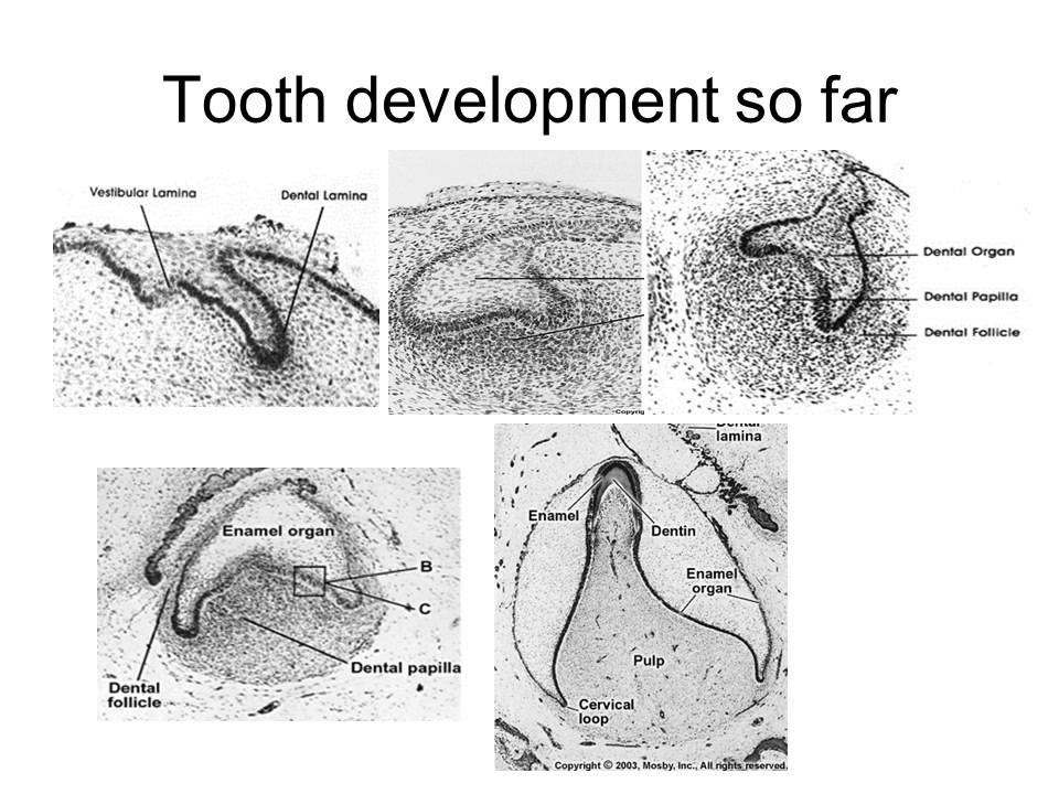 Tooth Development - YouTube