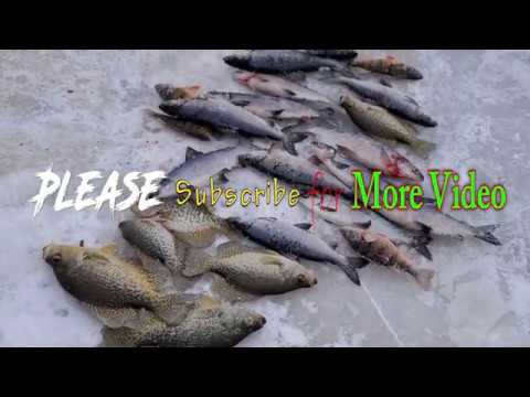 Tullibee Fishing in MN 2020 - YouTube