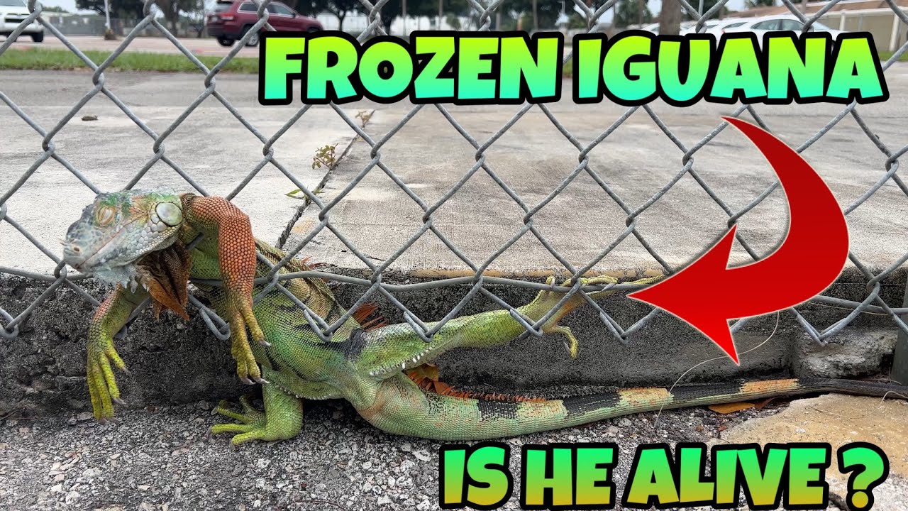 Day 28 - Why did the Frozen iguana Cross the Road?! Freezing ...