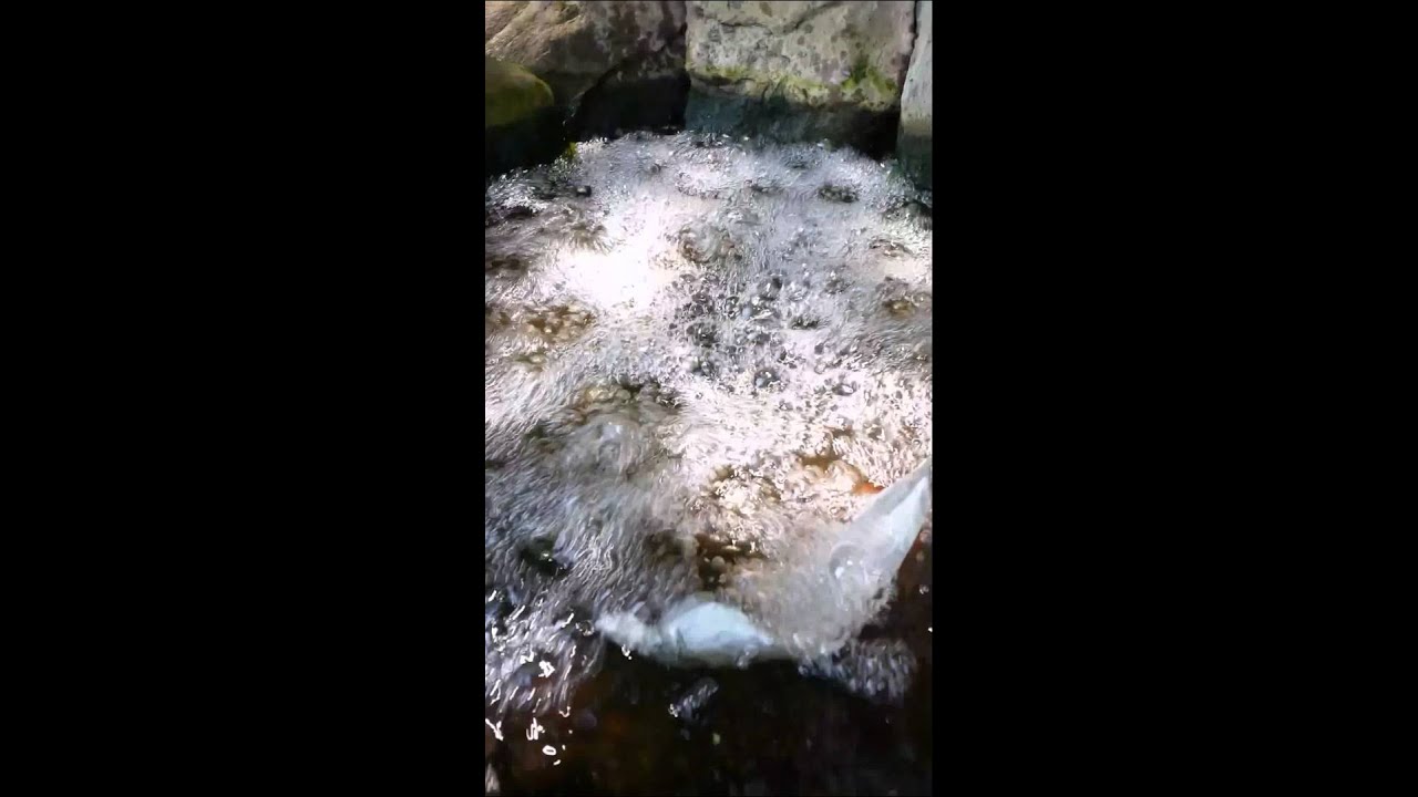 Cleaning out Helix Bio Mechanical Waterfall Filter - YouTube