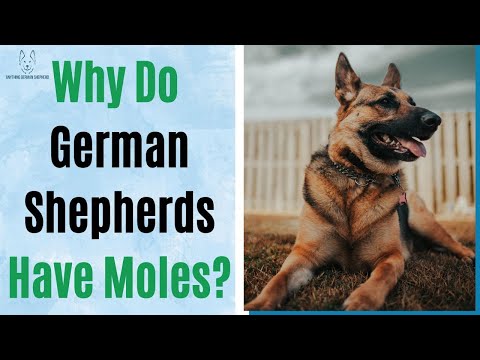 What Causes Moles in German Shepherds? Learn About Those Black Dots On ...