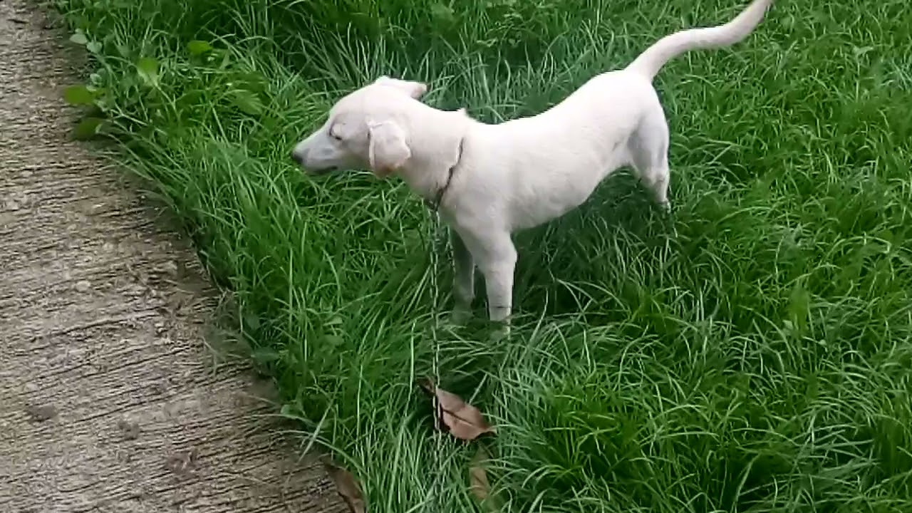 My White Aspin puppies. - YouTube