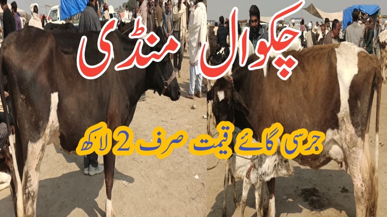 Chakwal Mandi me low price Friesian , Australian ,Jerci and Sahiwal ...