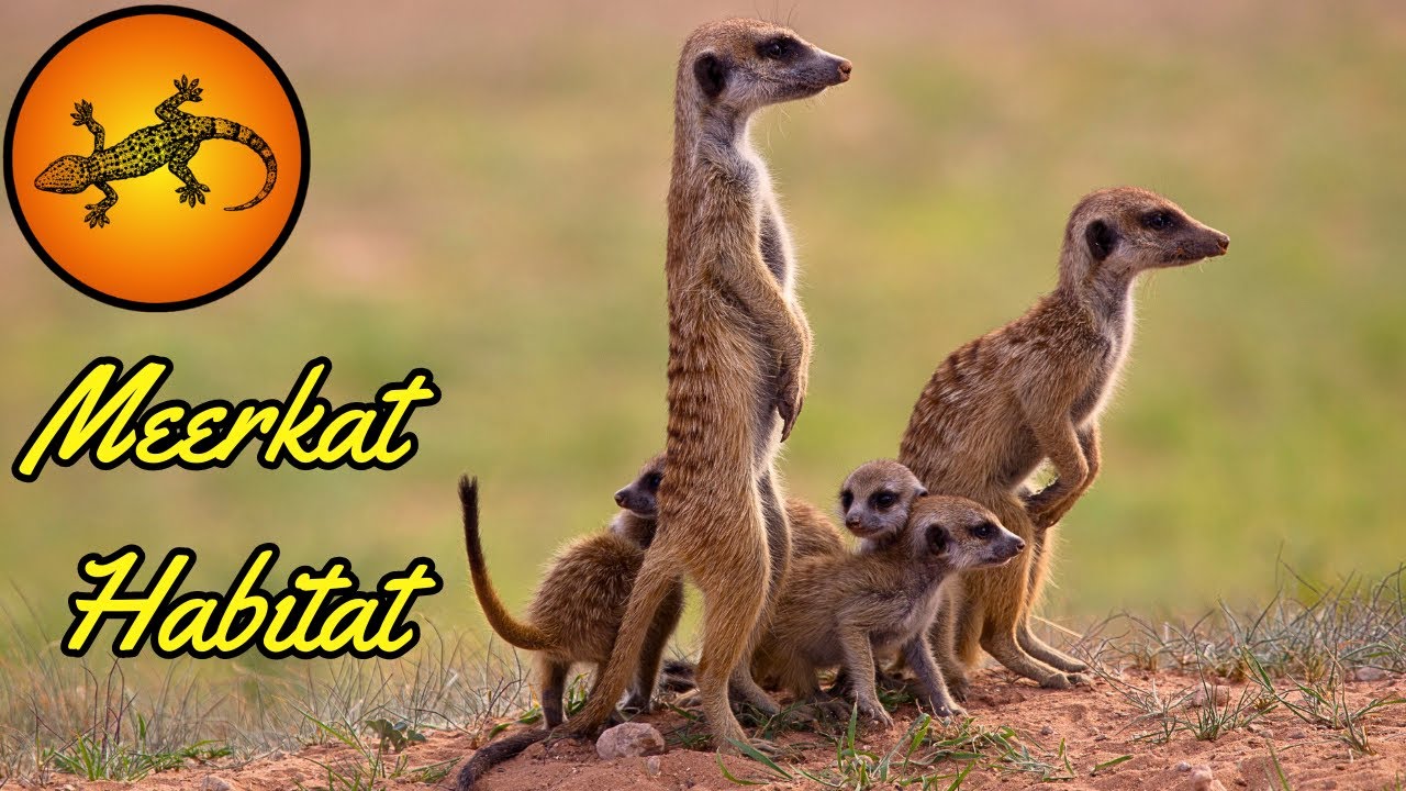 Where Do Meerkats Live? - YouTube