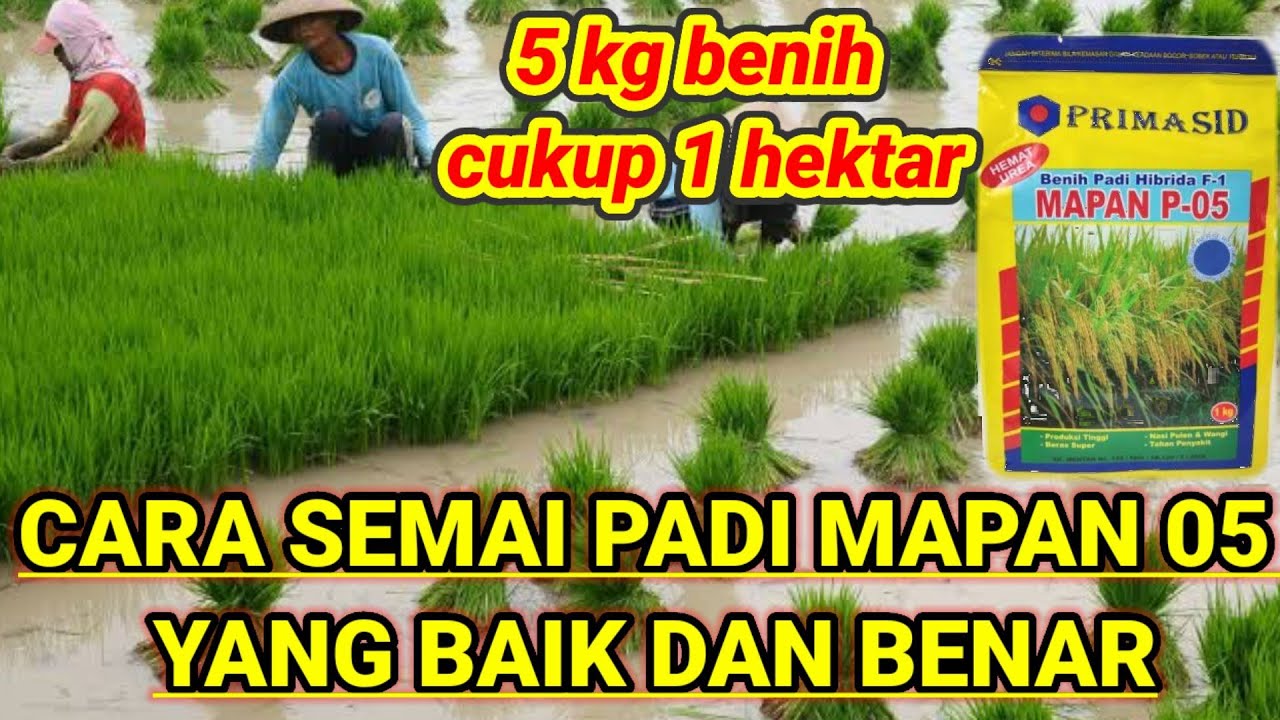 CARA SEMAI PADI HIBRIDA MAPAN 05 YANG BAIK DAN BENAR - YouTube