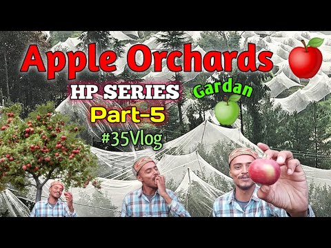 Apple Orchards|Apple Garden🍎|Himachal Pradesh|Part-5|HP SERIES|Chail|Rohalthi|Kufri|Chahat ...