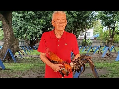 DANGRAY RHD/WHITE THOMPSON/LEMON SWEATER LINES BY EDDIE SIOSON GAMEFARM FARM LOCATED AT ORANI ...