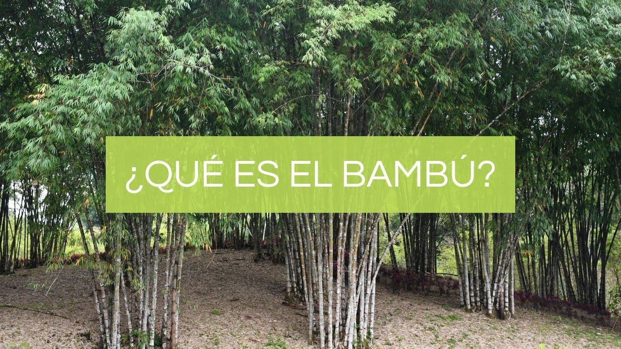 ¿Qué es el bambú? - YouTube