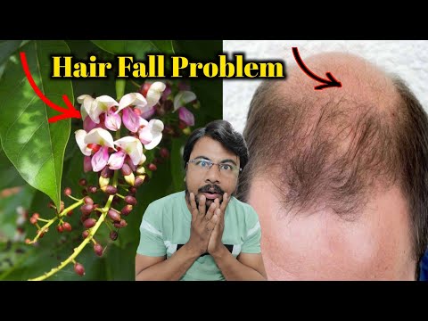 Karanja Tree ! (PongMia Pinnata) regrow lost hair ! @dehatidev