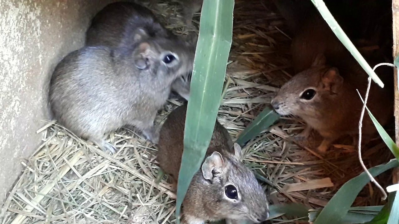 Dia de alimentação da criação de préa nativo - YouTube