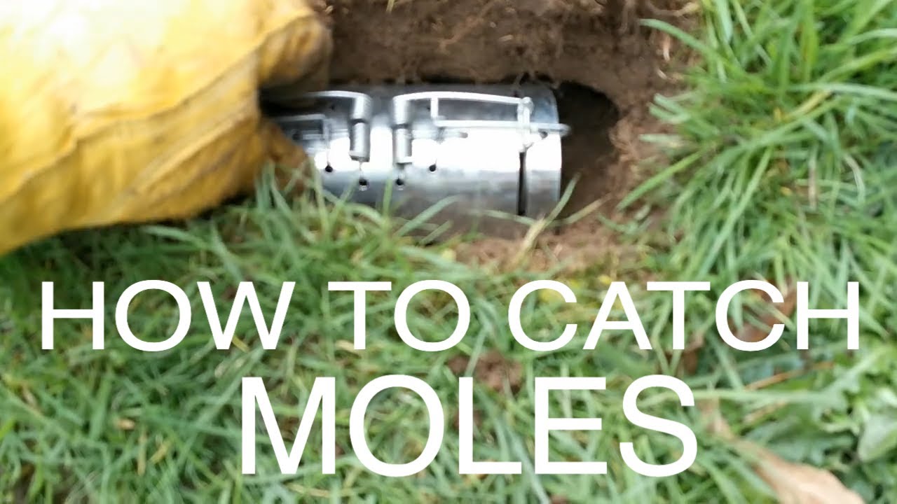 How to Catch Moles using Barrel Mole Traps - YouTube