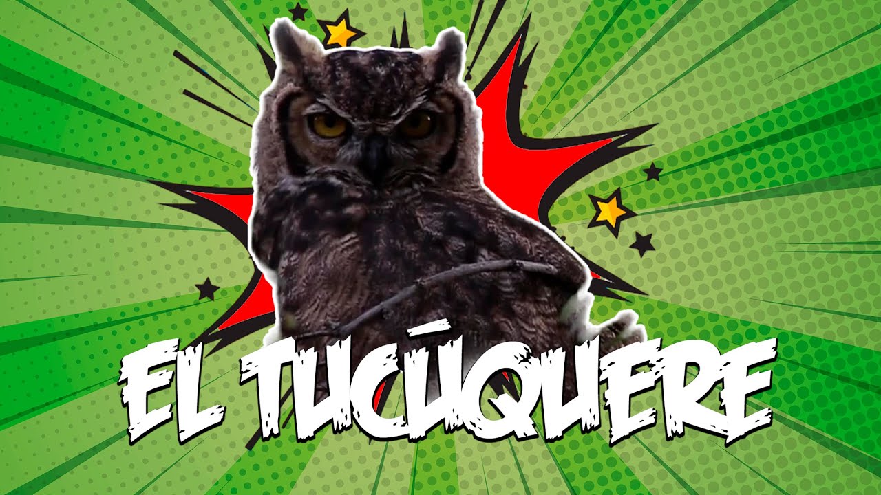El tucúquere | Animales chilenos superasombrosos - T1E4 - YouTube