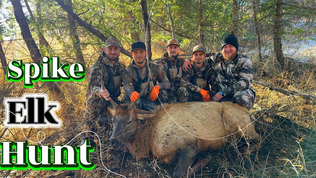 Elk hunt with a group of guys. (Spike Elk ) - YouTube