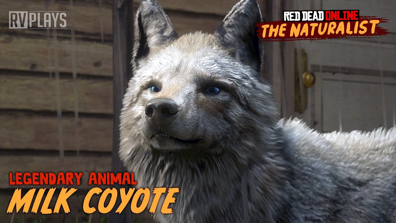 Red Dead Online - Harriet Mission - Legendary Milk Coyote (4K) - YouTube