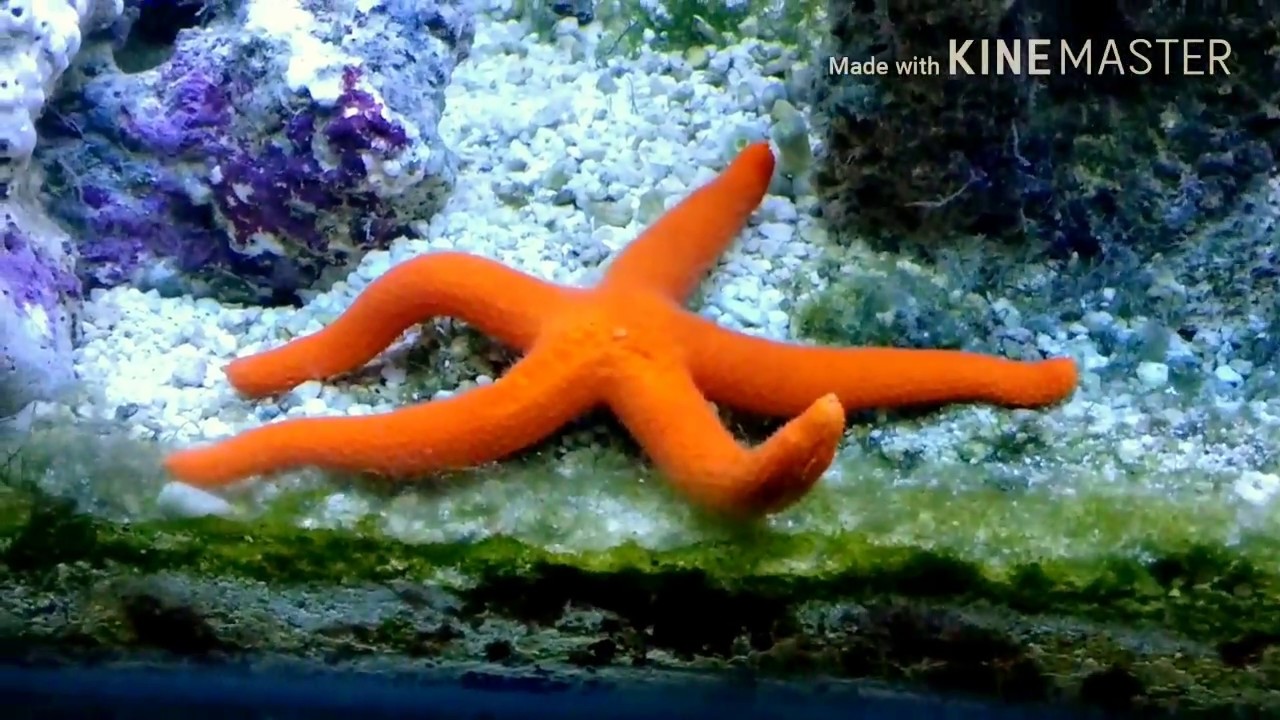 ️🌟Linckia Starfish - 3 month UPDATE & FEEDING..!!!😁😁 - YouTube