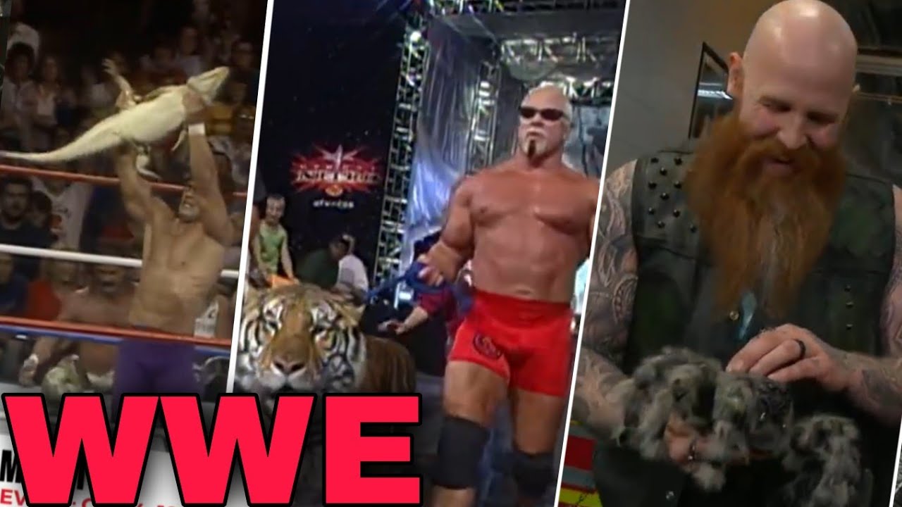 Top 5 Animals Fight || WWE || Playlist - YouTube