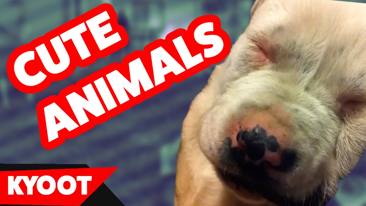 Funniest Cute Pet & Animal Home Video Bloopers Caught On Tape Weekly ...