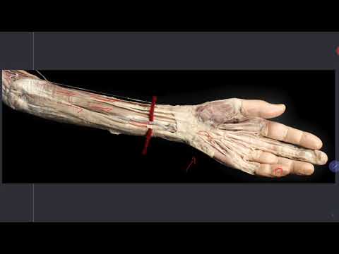 Praktikum Anatomi Membrum Superius 3 - YouTube