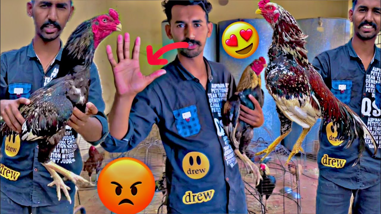 Top 5 Pakistani high quality Aseel murga🔥🥰 - YouTube