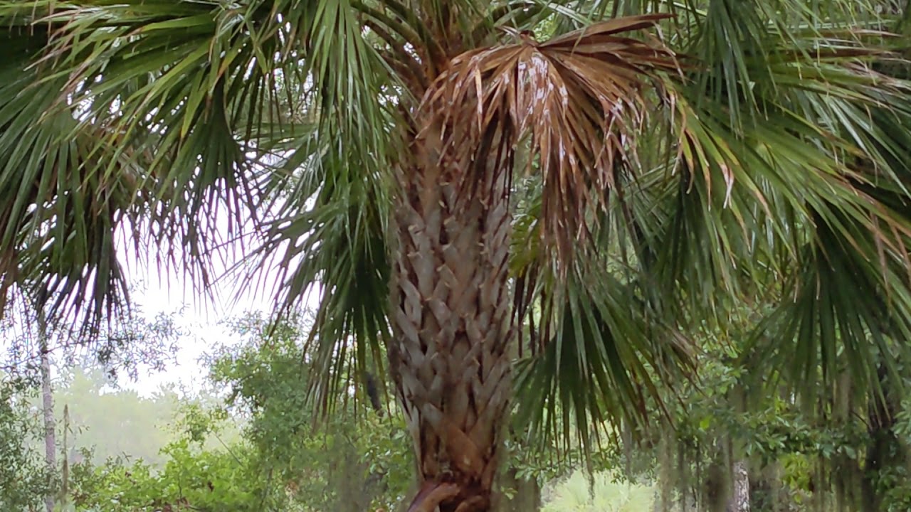 Prime Example of Cabbage Palm Trees with Trimmed Palm Fronds & Criss ...