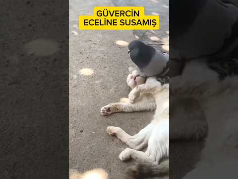Güvercin  yürek yemiş Kediye halleniyor