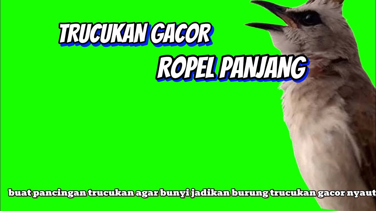 DUET MAUT trucukan gacor GARUDA ROPEL panjang - YouTube