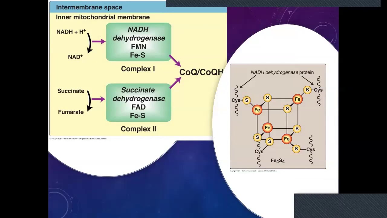 Biochemistry Lec 14 morning - YouTube