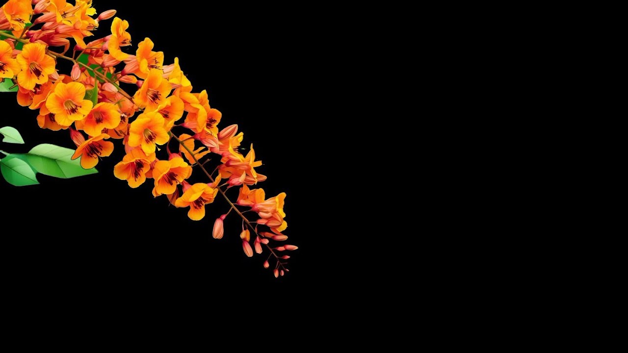 Orange color flower branch black screen video | Flower bloom black ...