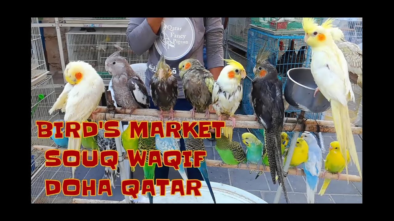 Cockatiel Bird's Market in Souq Waqif,Doha Qatar |kabayan bsl tv - YouTube