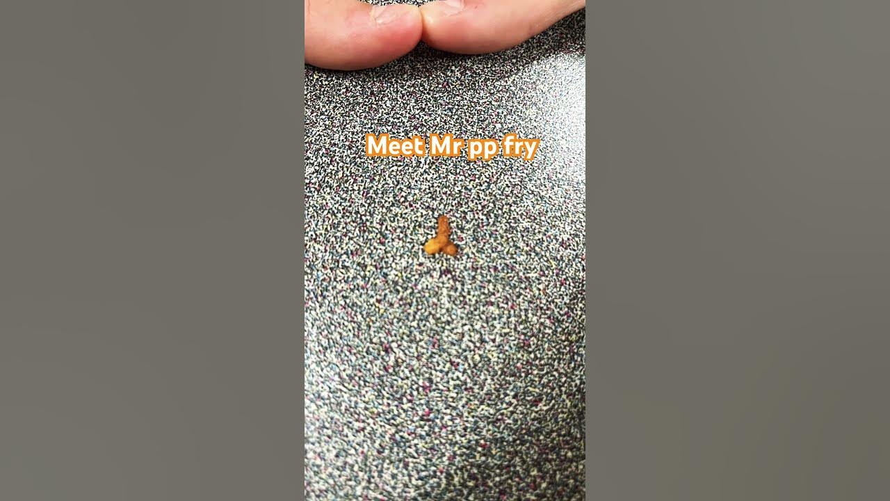 Mr pp fry - YouTube