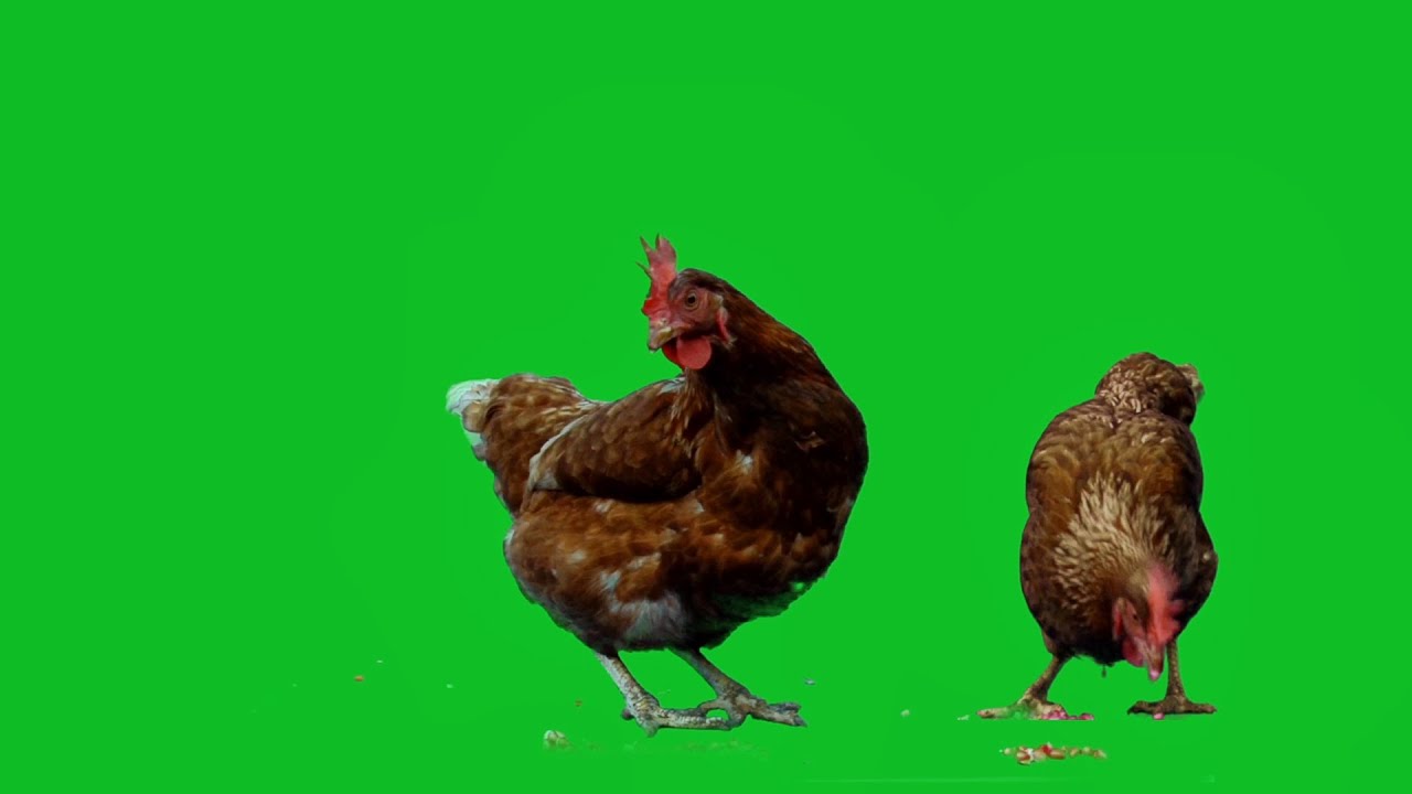 Chicken on Green Screen - YouTube