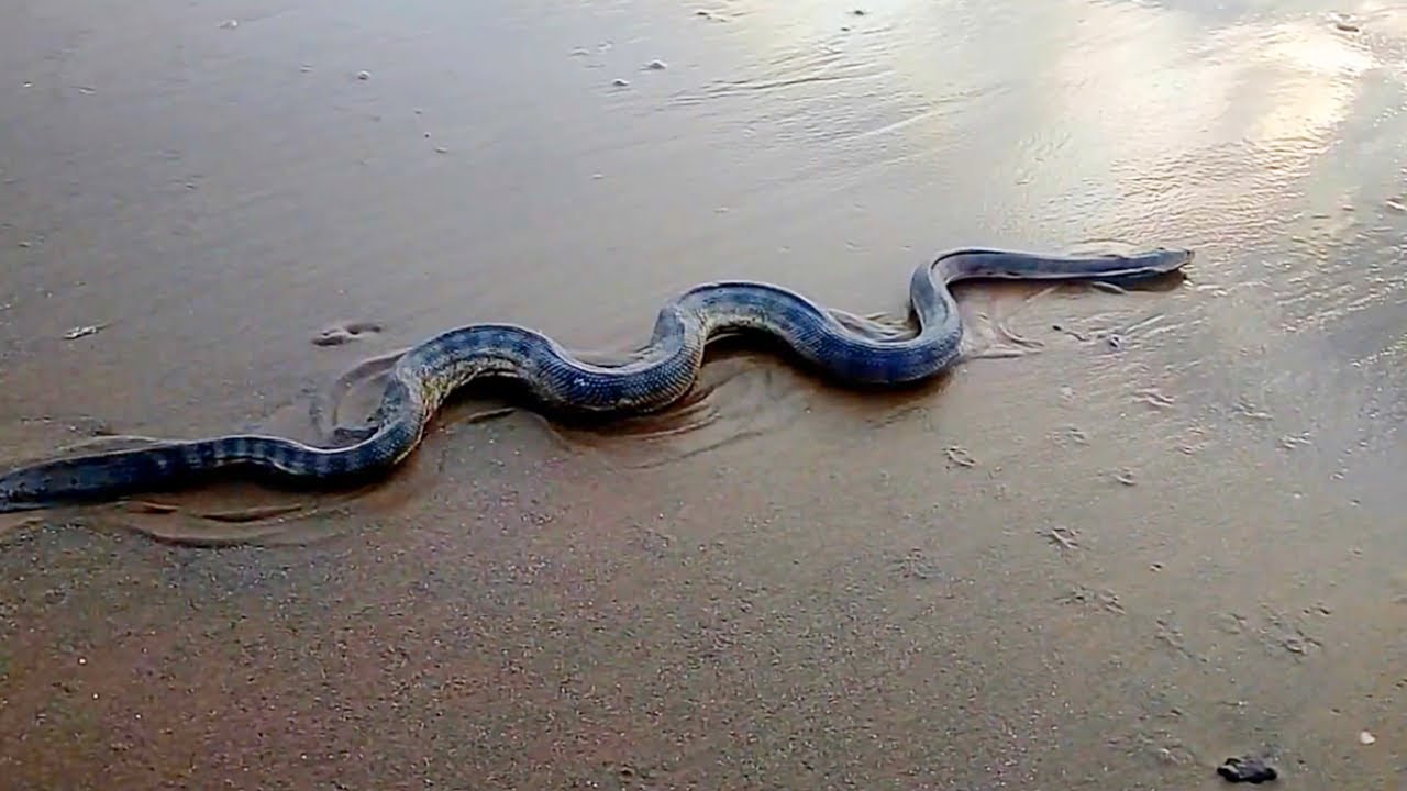 We Found Big Sea Snake While Fishing In Indian Ocean | Water Snake ...