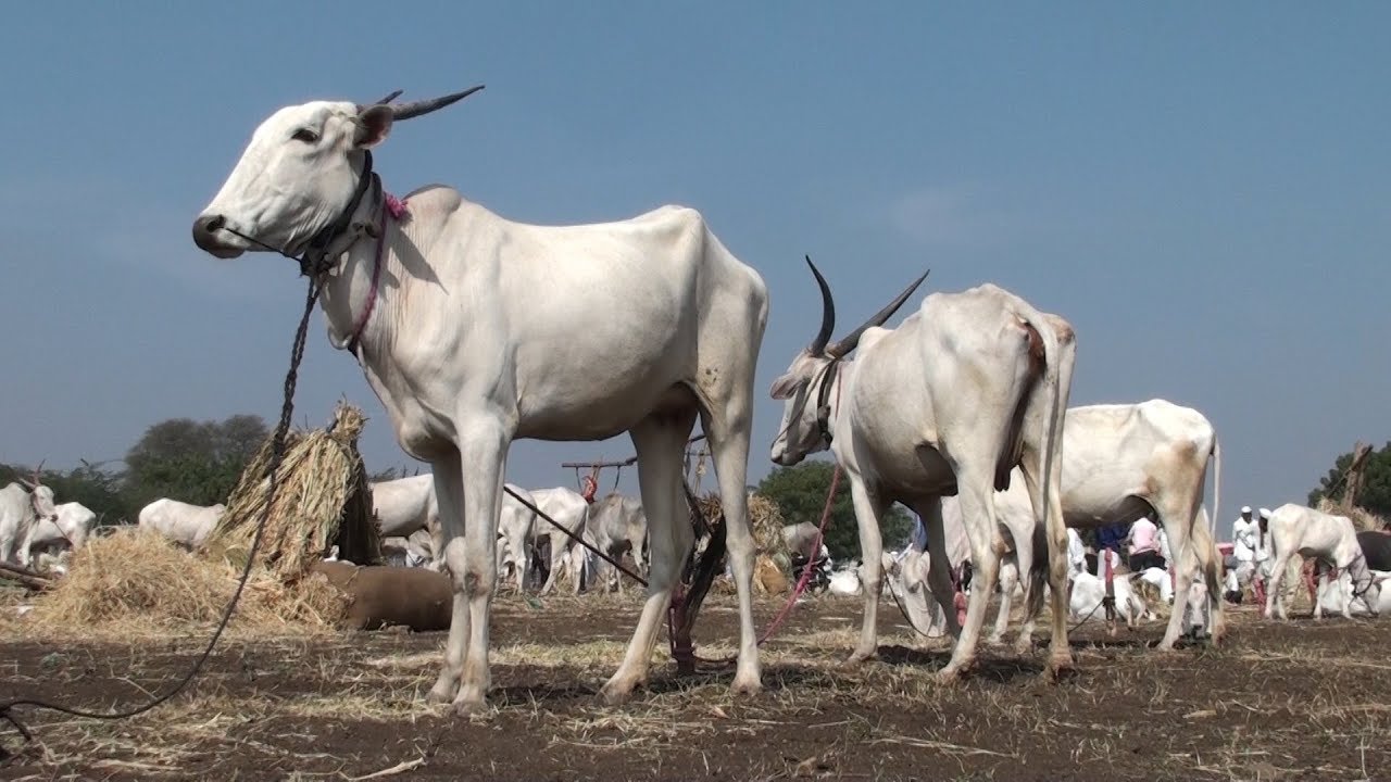 Khillari Cows For Sale in Horthi Cattle Fair 2018.KILLARI COW - YouTube