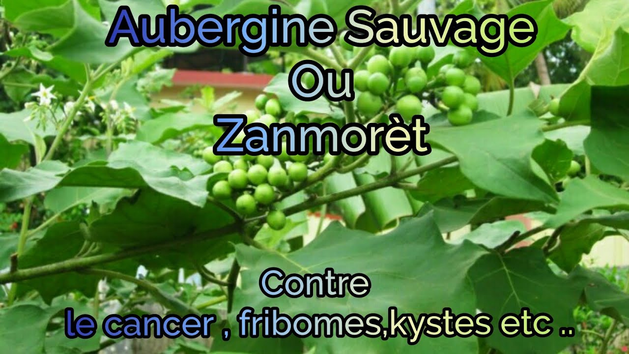 tout saw dwe konnen de "Zanmorèt" pou cancer, pou asid, pou kyste ...