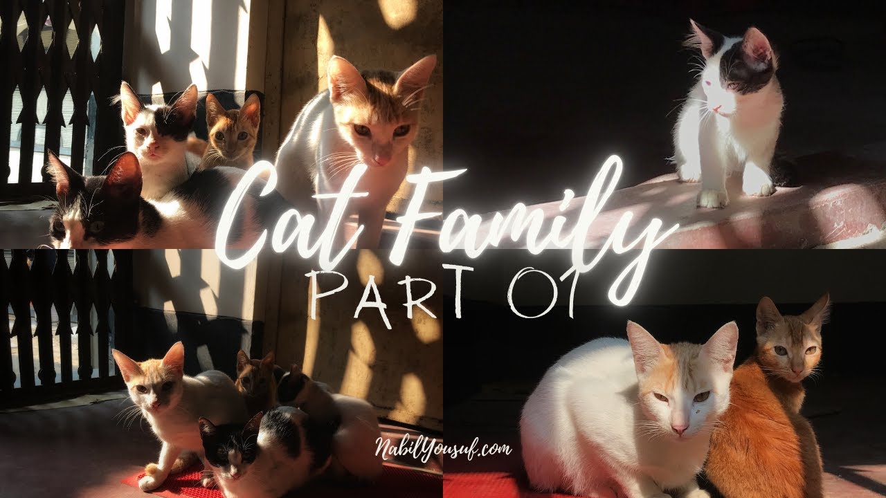 Cat Family - 01 / A Day in the Life of My Cat Family / বিড়াল পরিবার ...