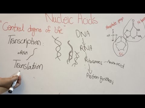 Nucleic acid | DNA | RNA | biology class with me - YouTube