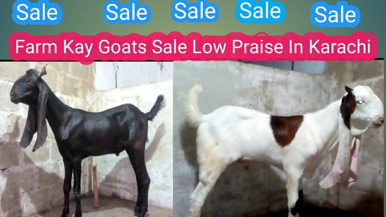 How To Buy And Sale Your Goat Through Whatsapp Goat Farm Livestock ...