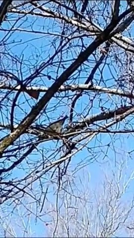 Active Carolina Wren checking out area for a great 🌎day. Harpeth River ...
