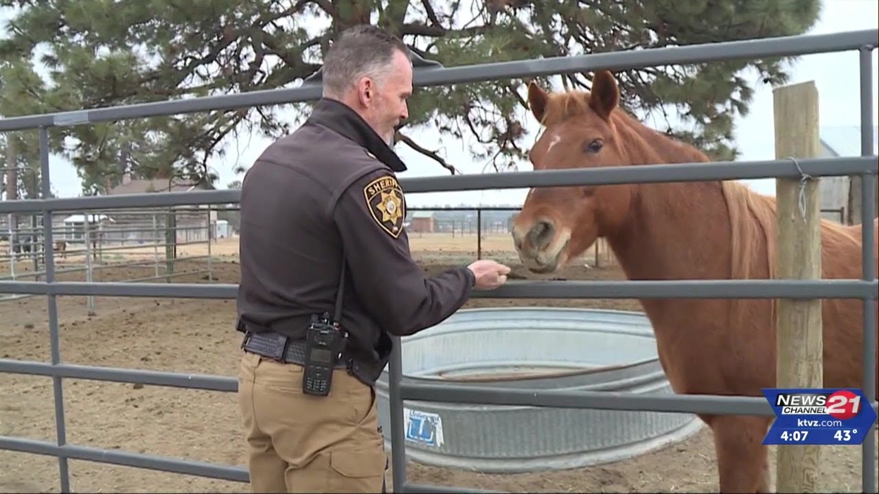 Adoptable animals at Deschutes County Sheriffs’ Office Rescue Ranch ...